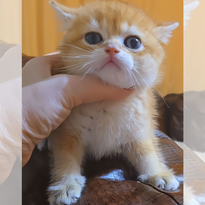 Британский короткошёрстный котёнок