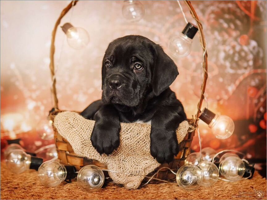 Кане-корсо итальяно