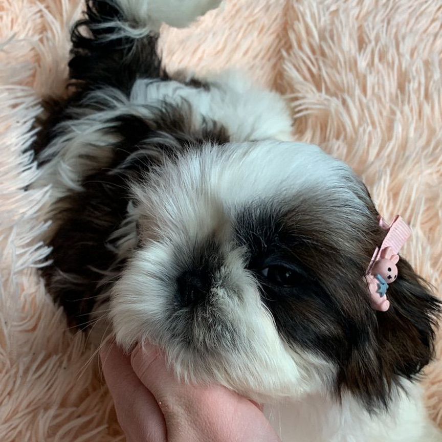 Ши-тцу, щенок