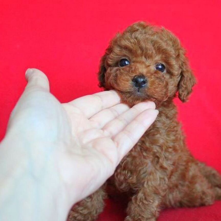 Той-пудель, щенок