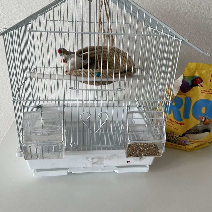 Зебровые амадины