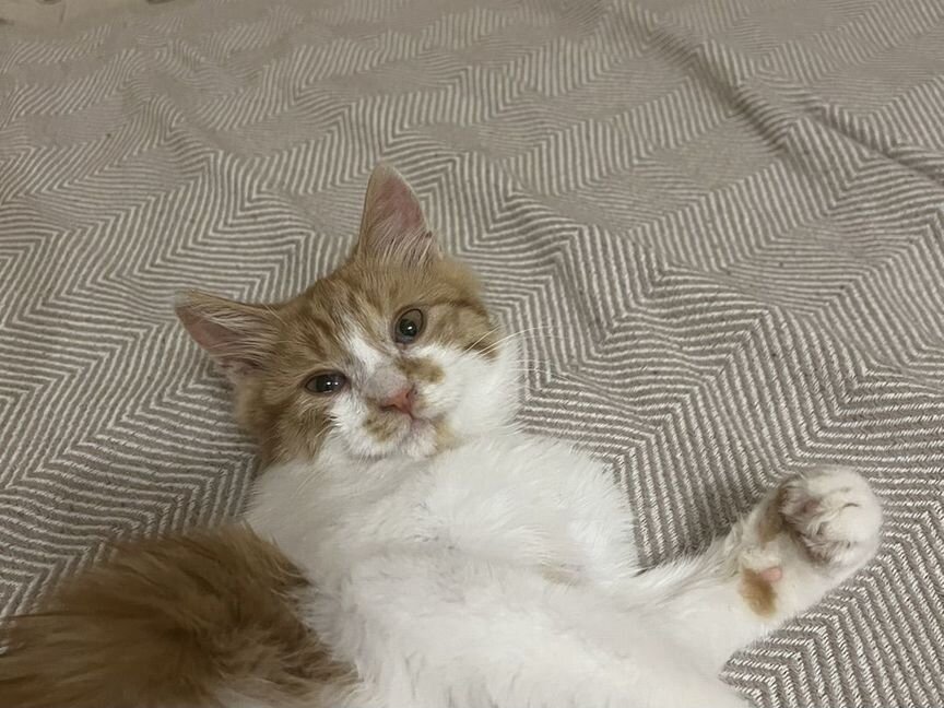 Рыжий котенок
