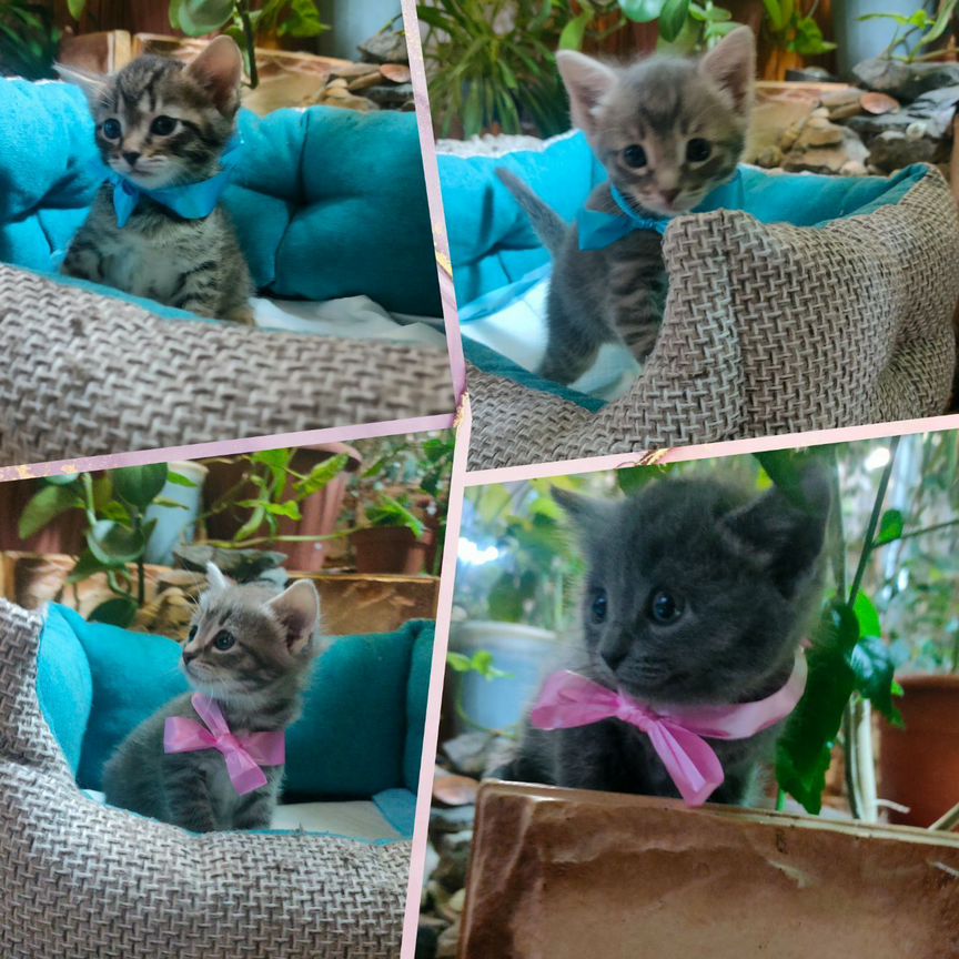 Котятки ищут мам и пап