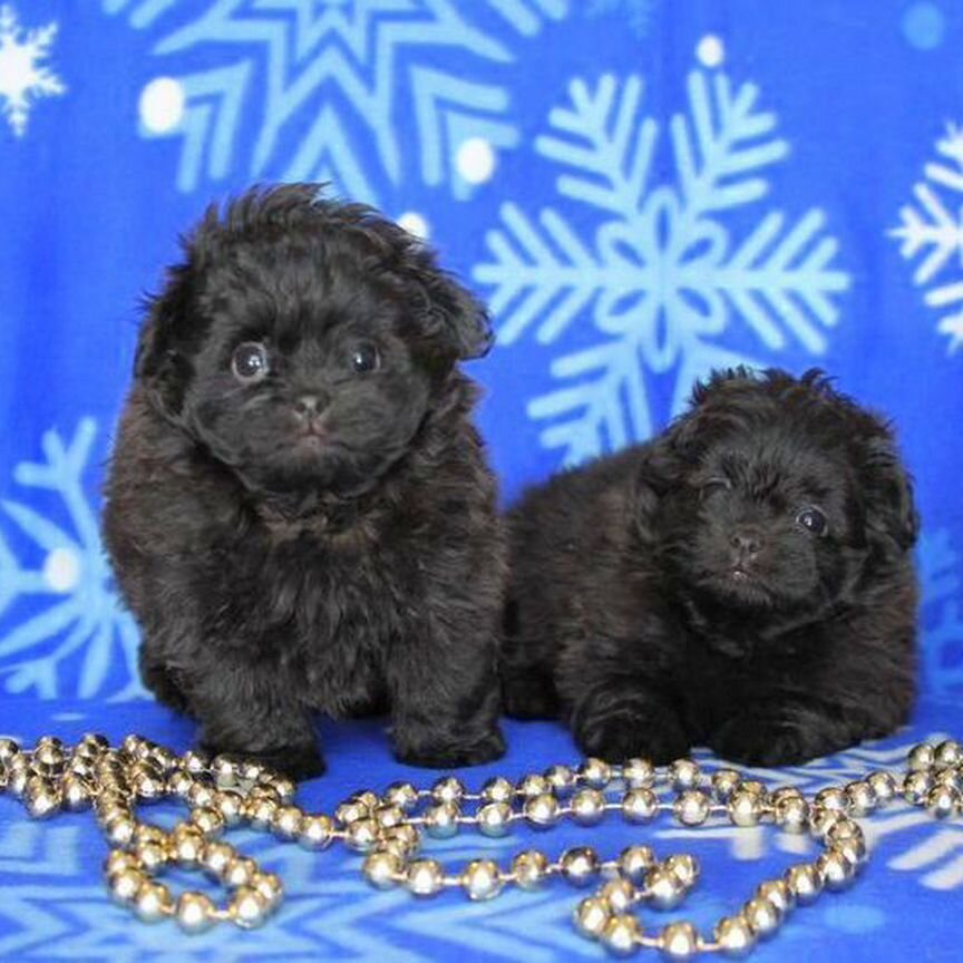 Мальтипу мини