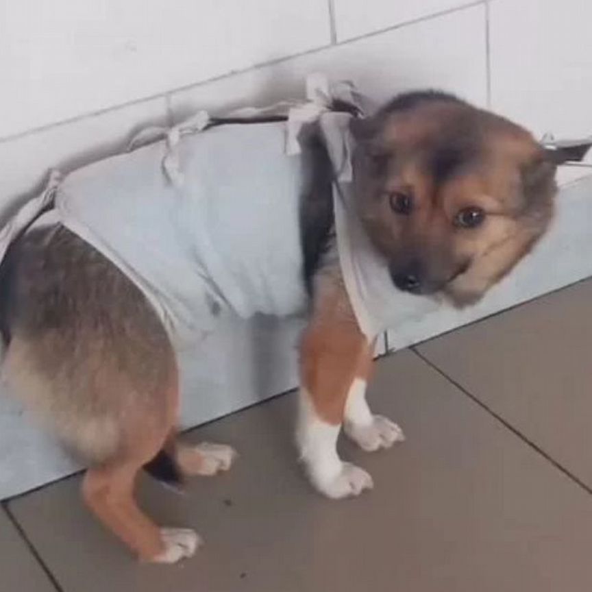 Взрослая собака в добрые руки