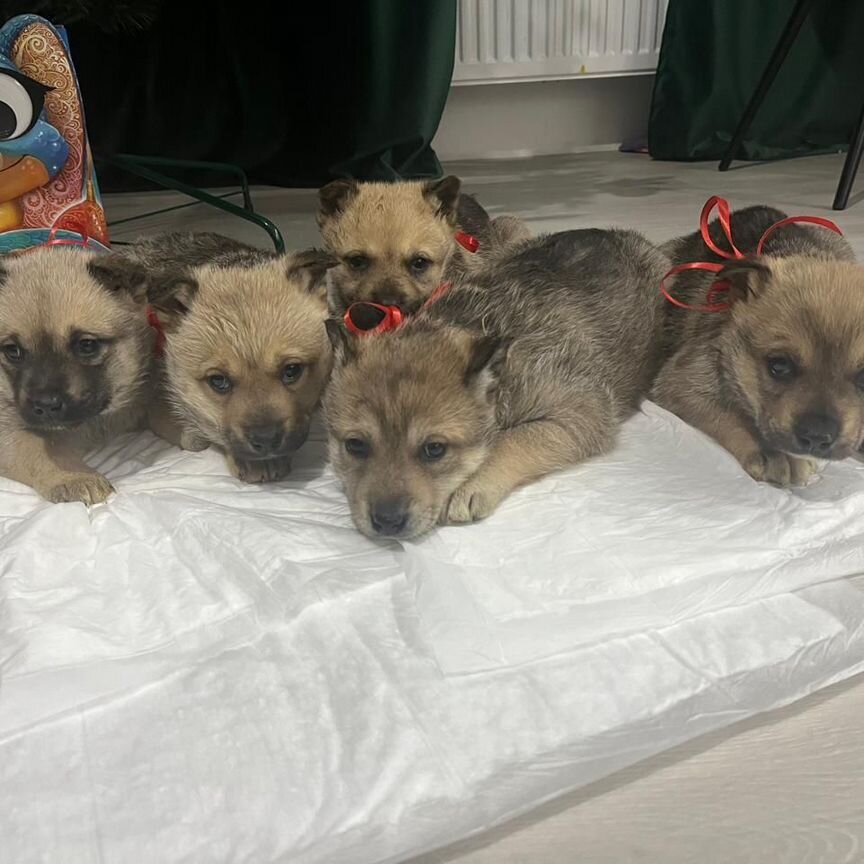 Щенки в добрые руки бесплатно