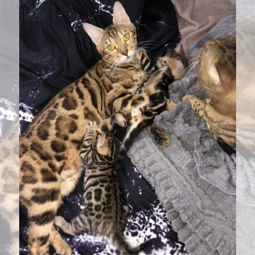 Бенгальская