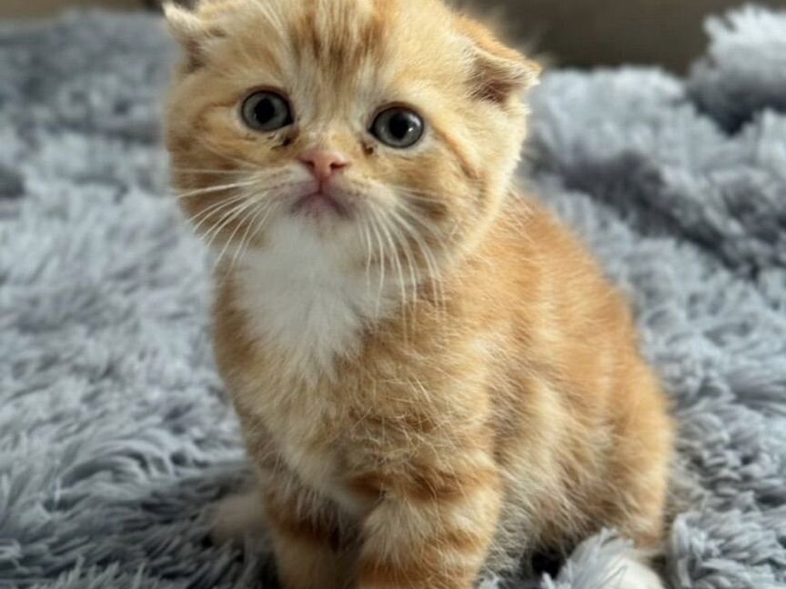 Британские золотые вислоушки