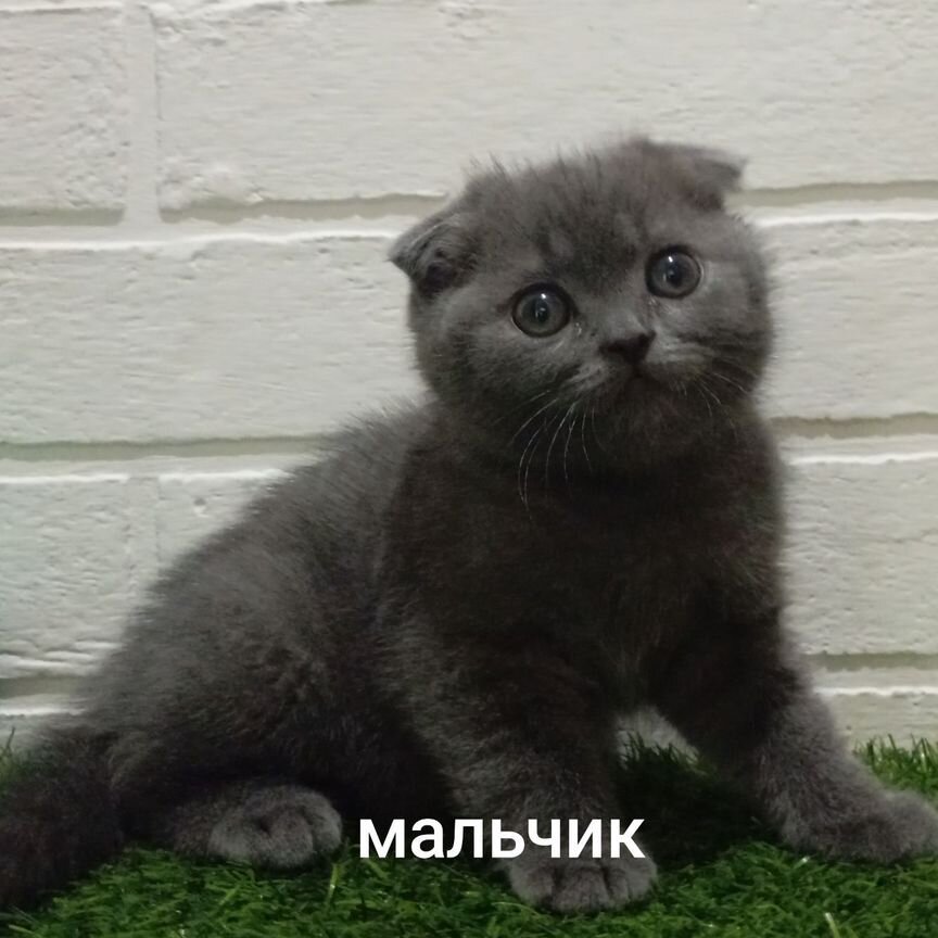 Британские котята