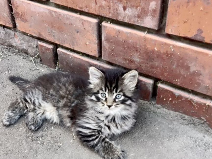 Котёнок в добрые руки