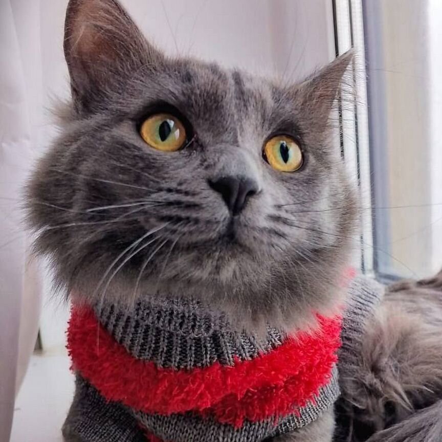 Нибелунг котёнок