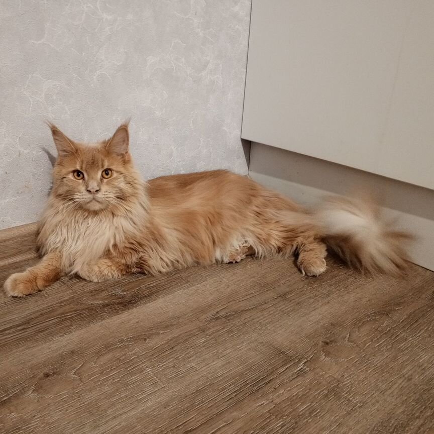 Продам котенка породы Мэйн кун