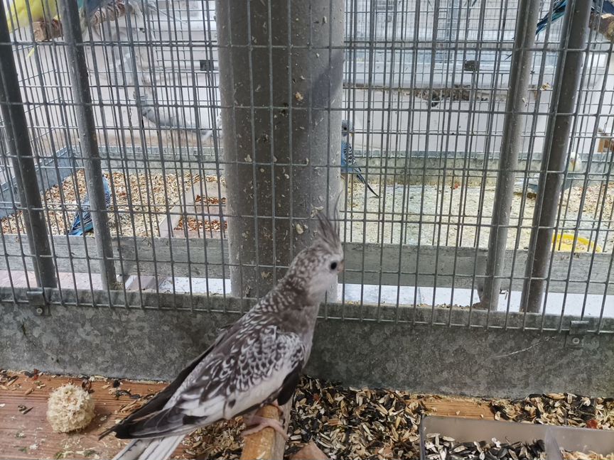 Попугай корелла птенец