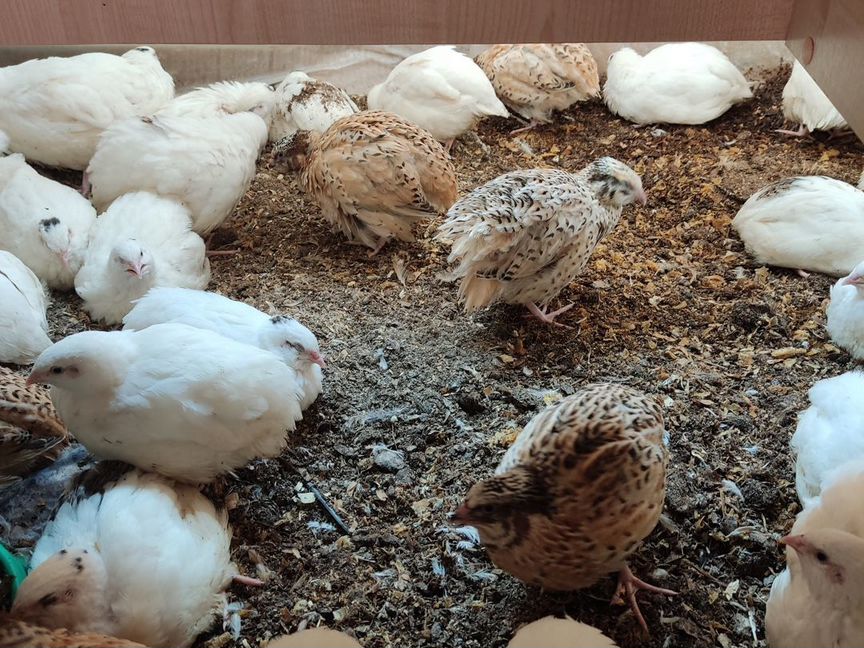 Удобрение/ подстилка из птичника