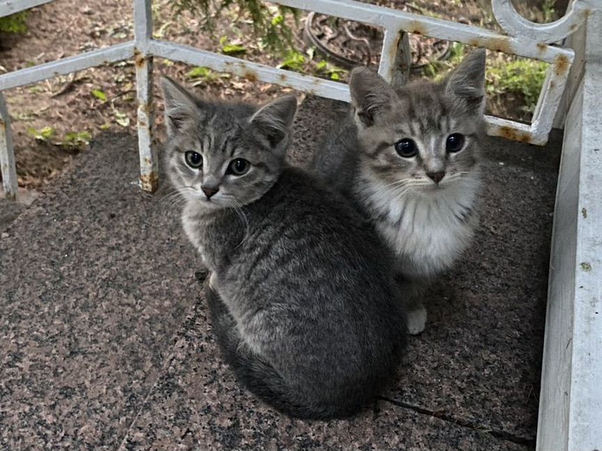 Три котенка