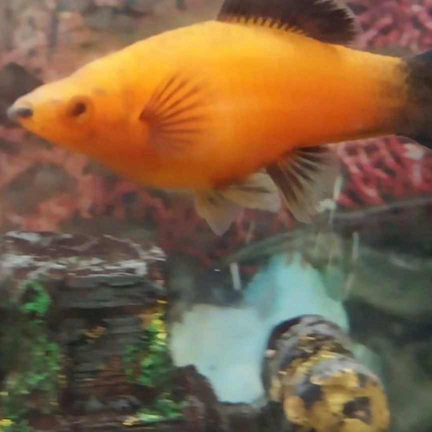 Рыбки месеносцы