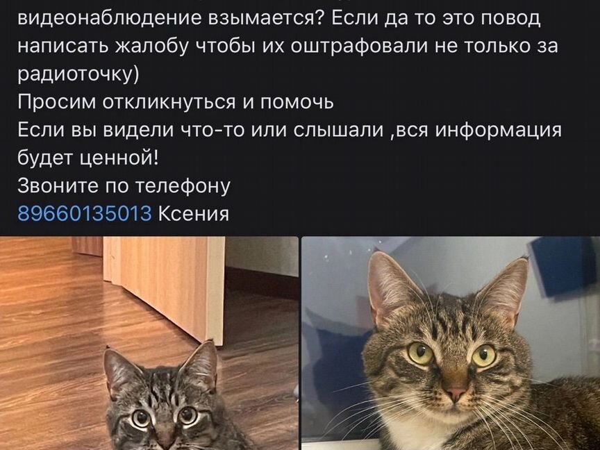 Потерялся кот