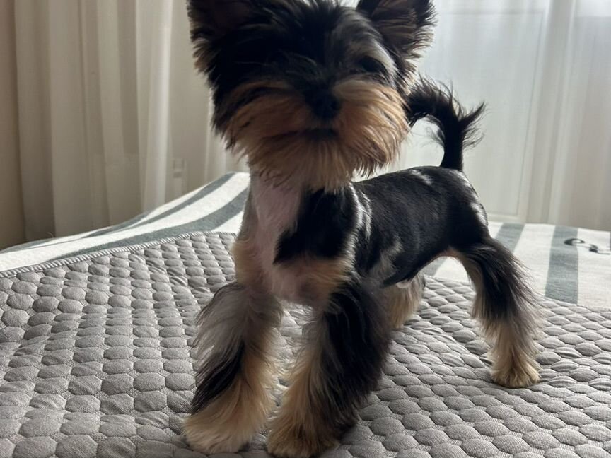 Йоркширский терьер щенок