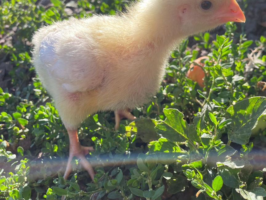 Цыплята бройлеры арбор айкрес