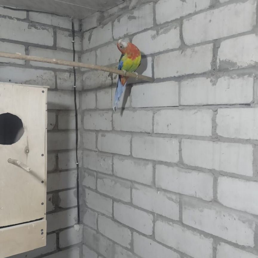 Попугай розелла