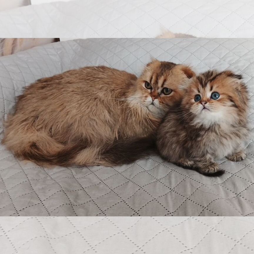 Шотландский вислоухий длинношёрстный котёнок