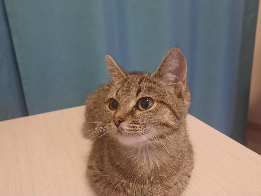 Котенок Буся в добрые руки