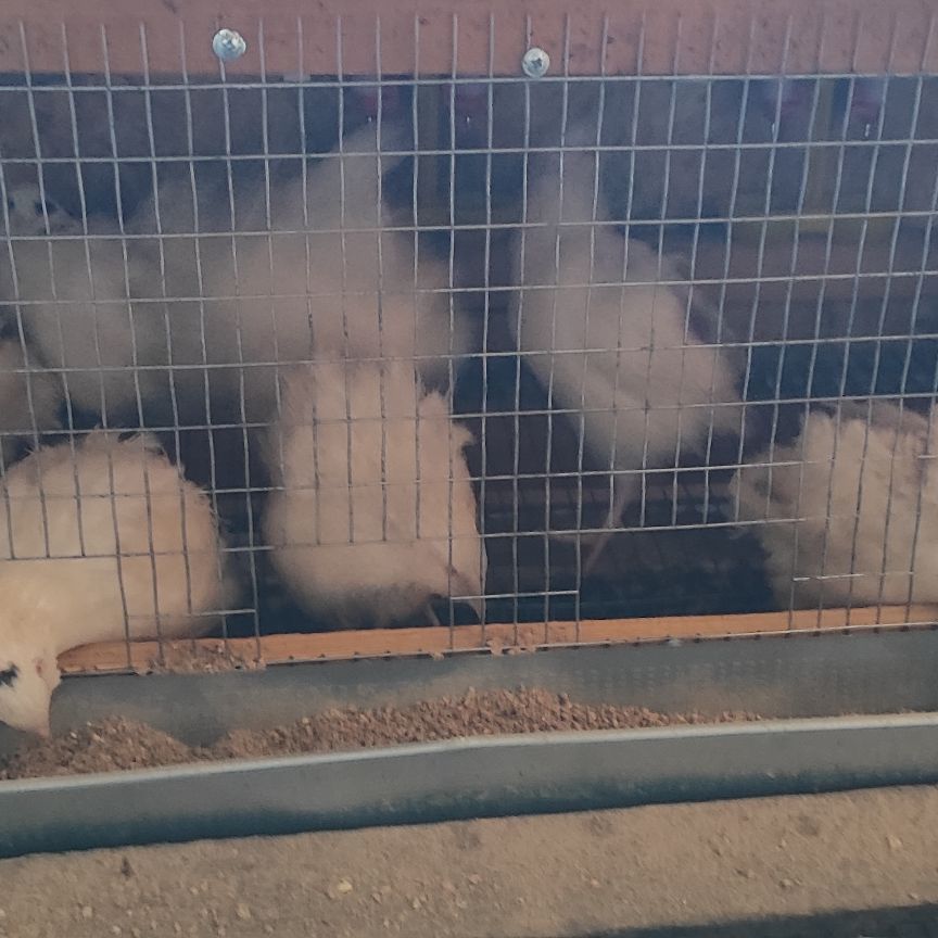 Отдам перепелов бесплатно