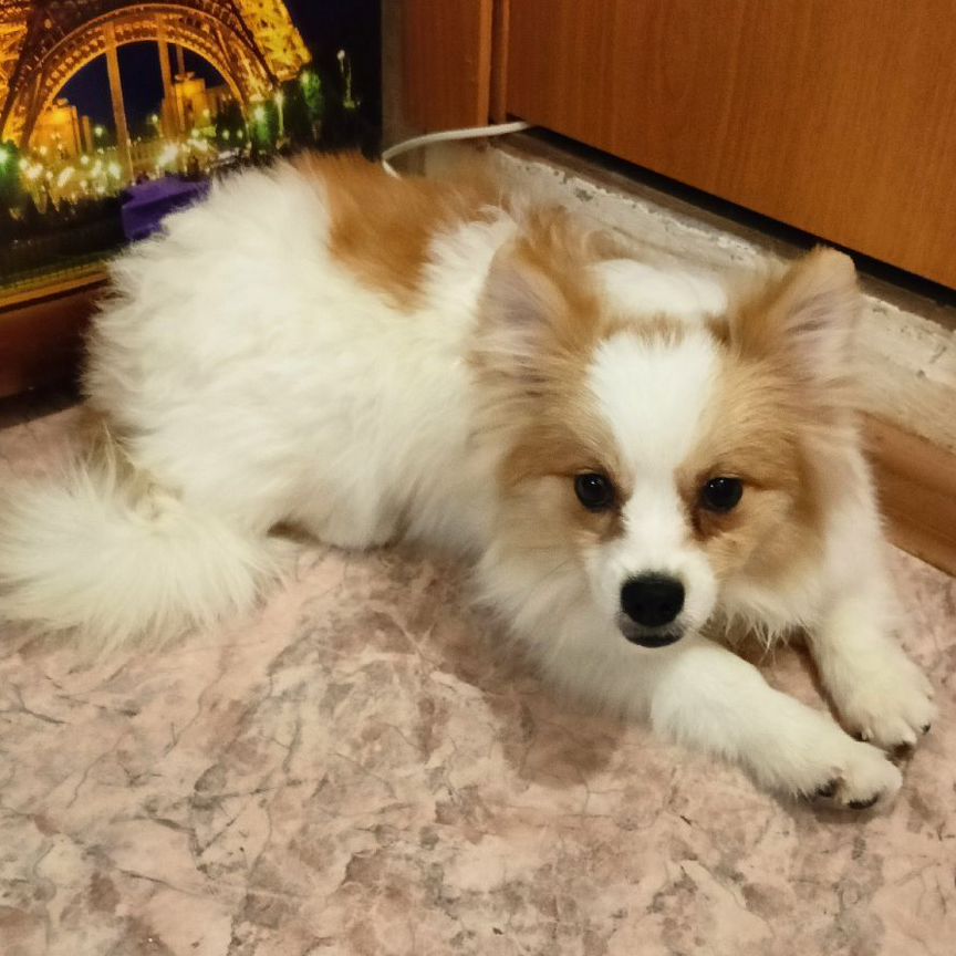 Малый немецкий шпиц