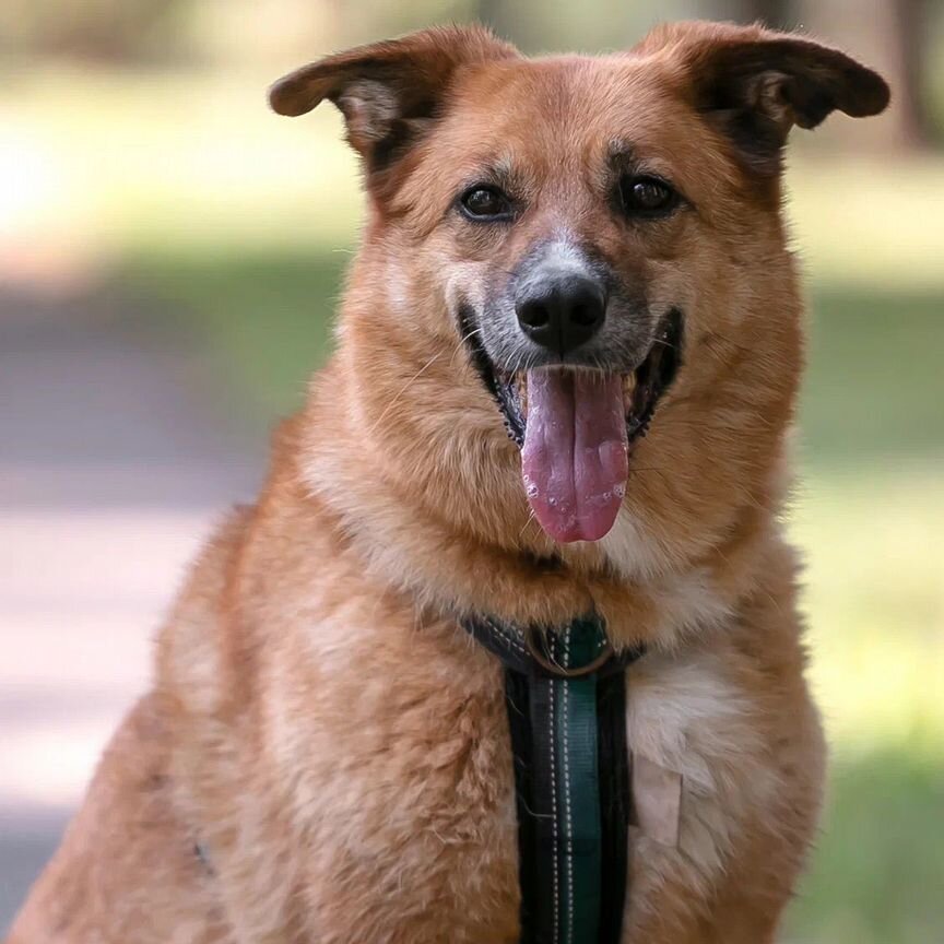 Собака в дар Чара в добрые руки бесплатно