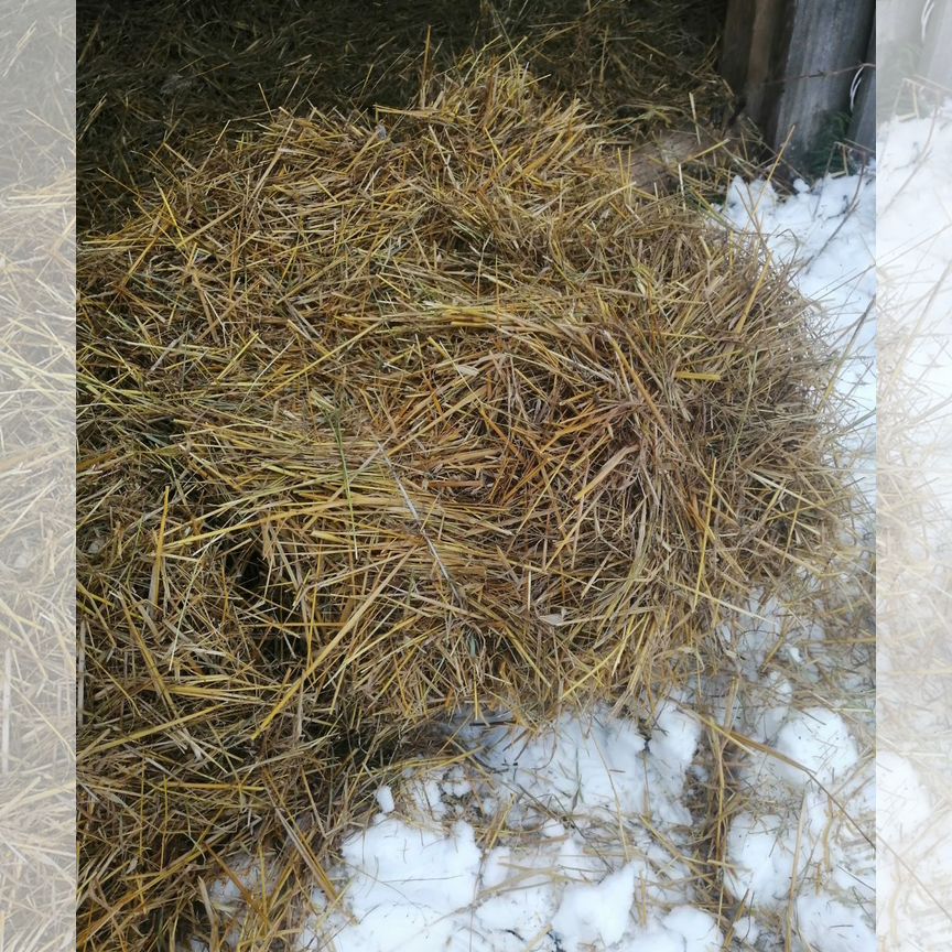Солома овсяная в тюках