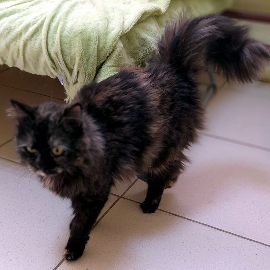 Взрослая, кошка в добрые руки