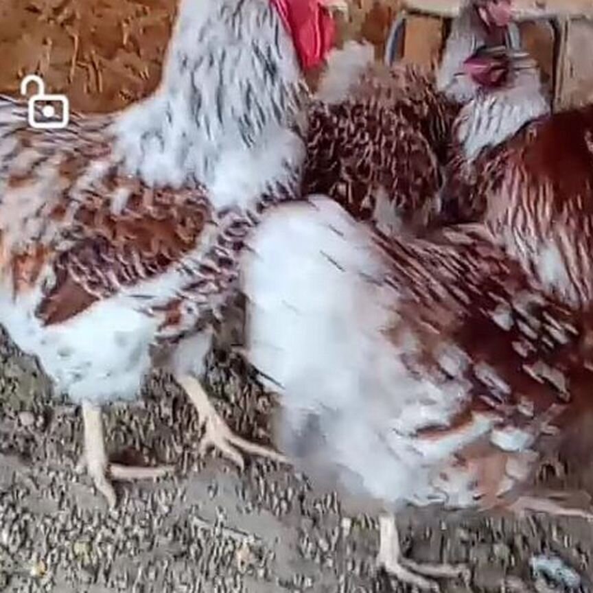 Яйцо, цыплята Куры