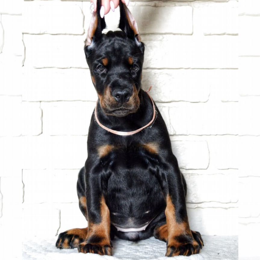 Щенки Добермана Купированные Уши