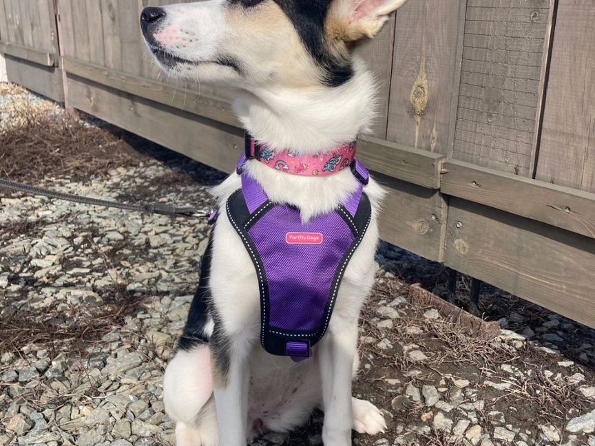 Девочка подросток ищет дом