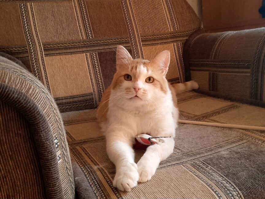 Кот рыжий белый
