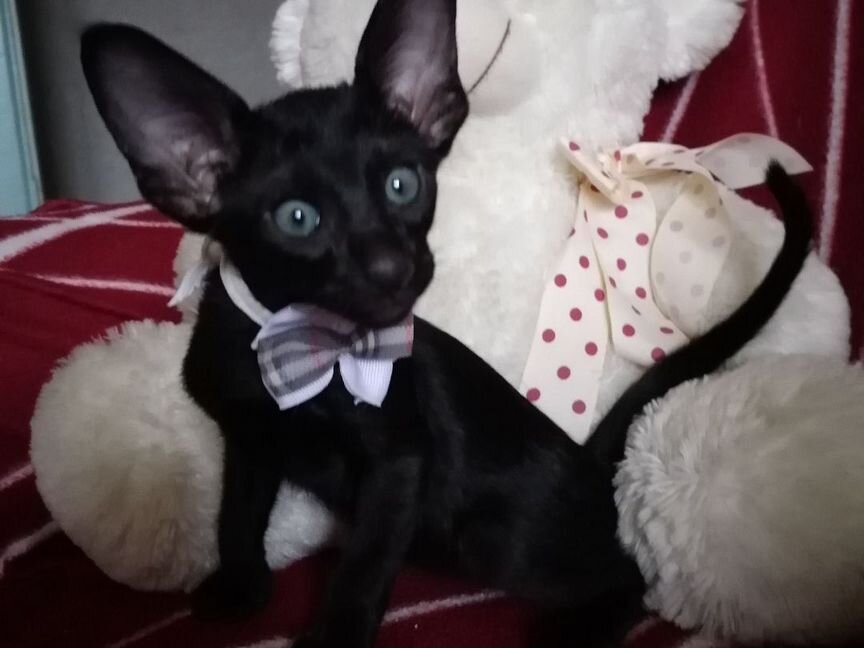 Ориентальные котята