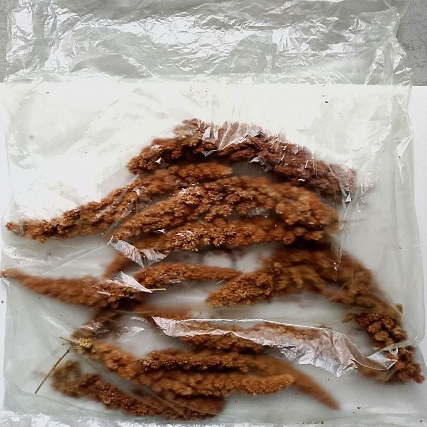 Просо колосковое свежее. Чумиза. Цена за 100 гр