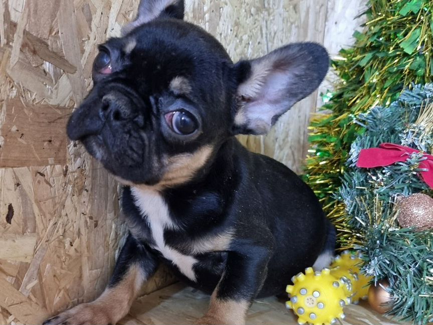 Французский бульдог