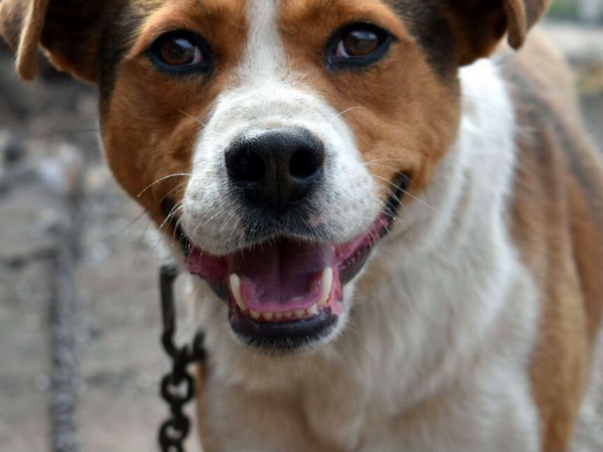 Кабель собака