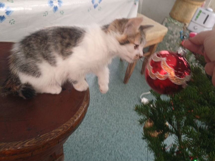 Котенок ждёт ответственных хозяев