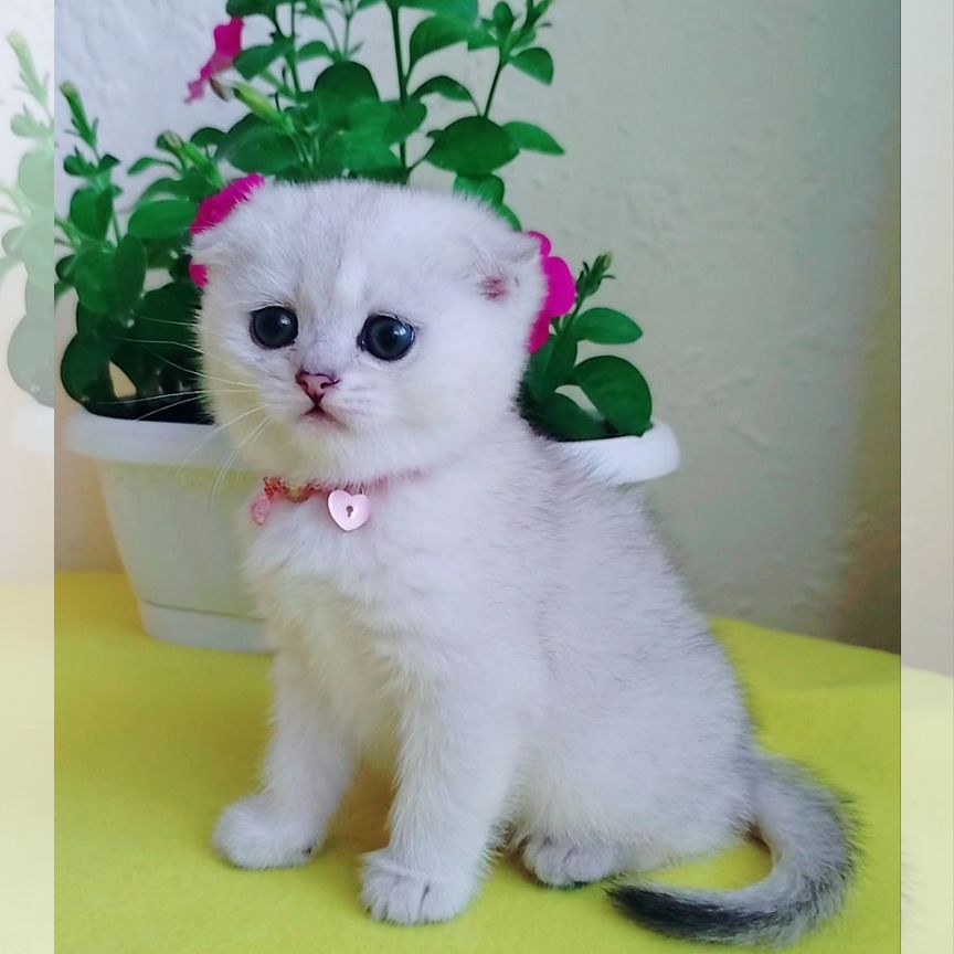 Шотландский вислоухий короткошёрстный котёнок