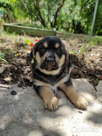 Щенки пухляши мальчики и девочки