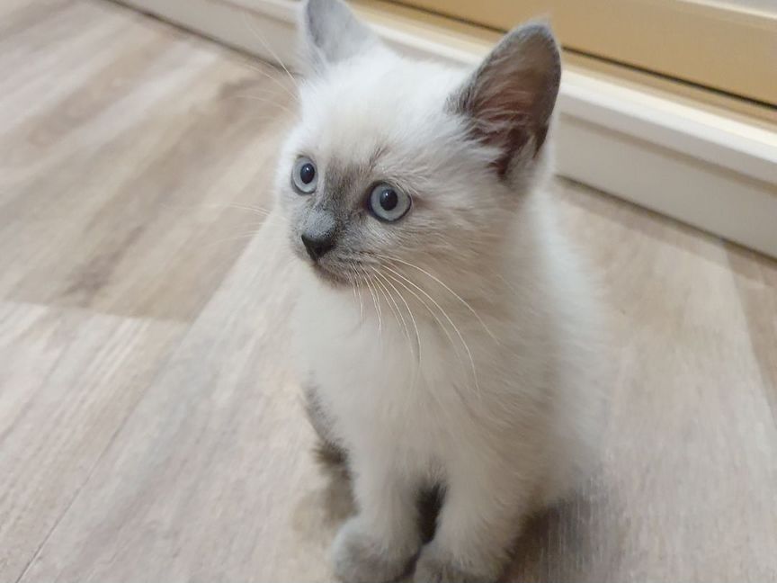 Балинезийский сиамский
