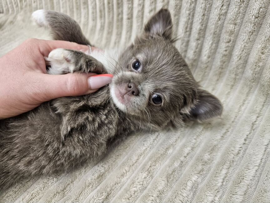 Девочка чихуахуа мелк.стандарт