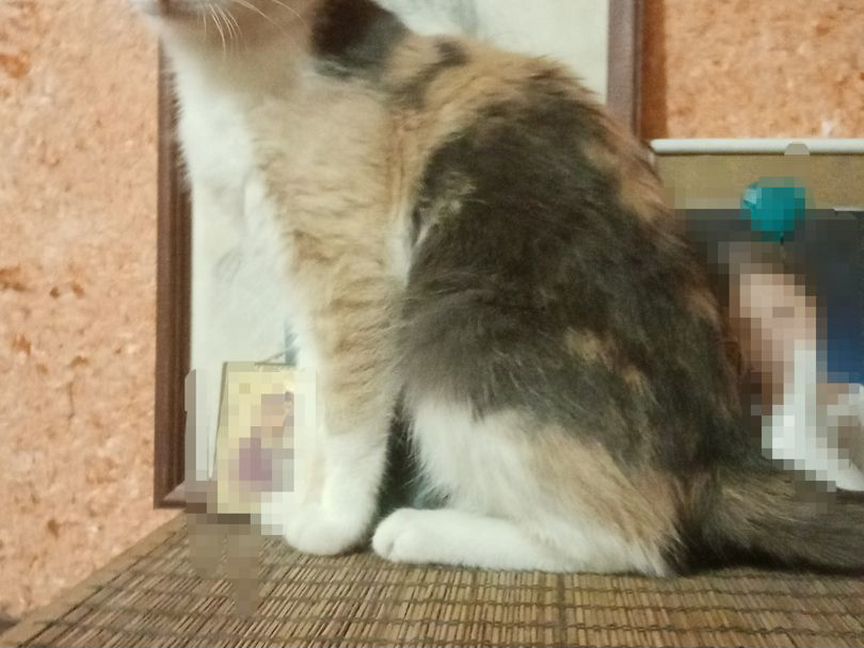 Котенок, стерилизована