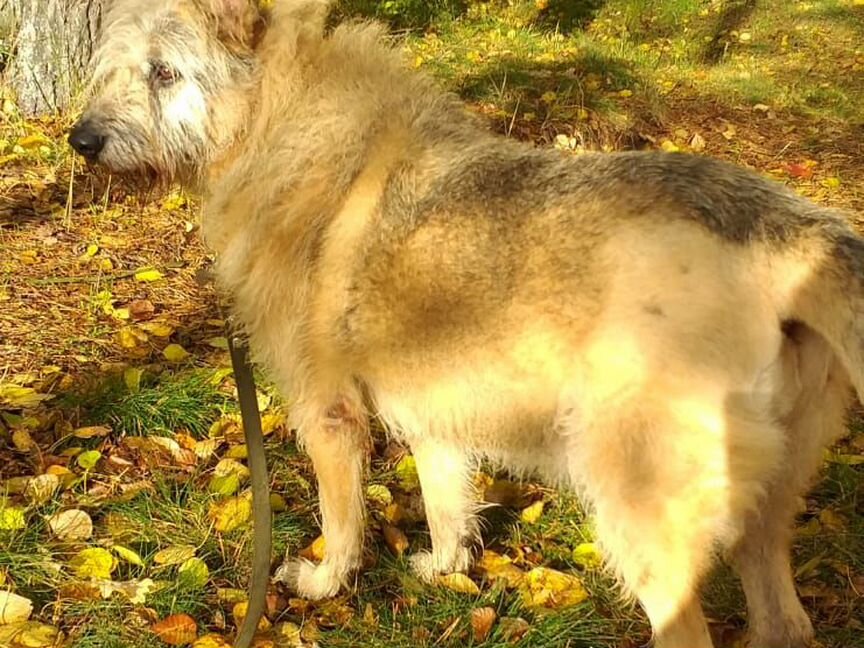 Собака ищет дом