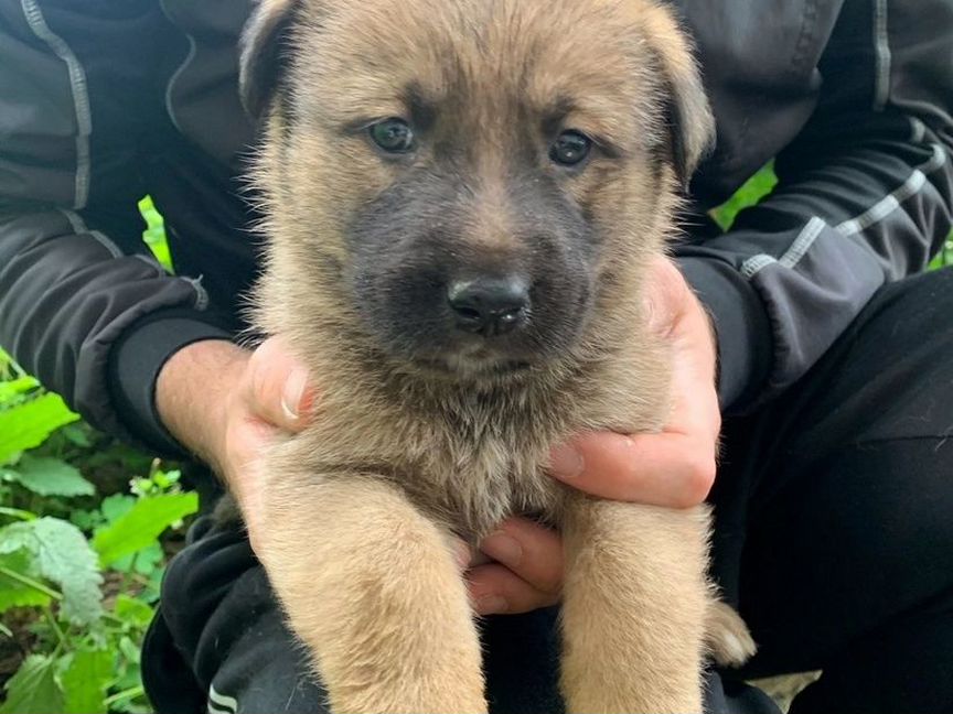 Щенки 1 мес. помесь овчарки в добрые руки