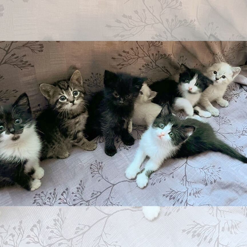 Котята в добрые руки