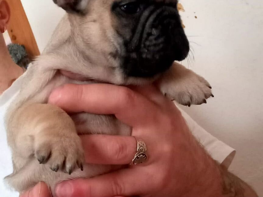 Французские Пирожки 2мес