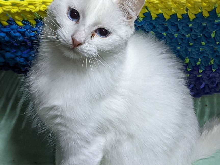 Кошка ищет семью